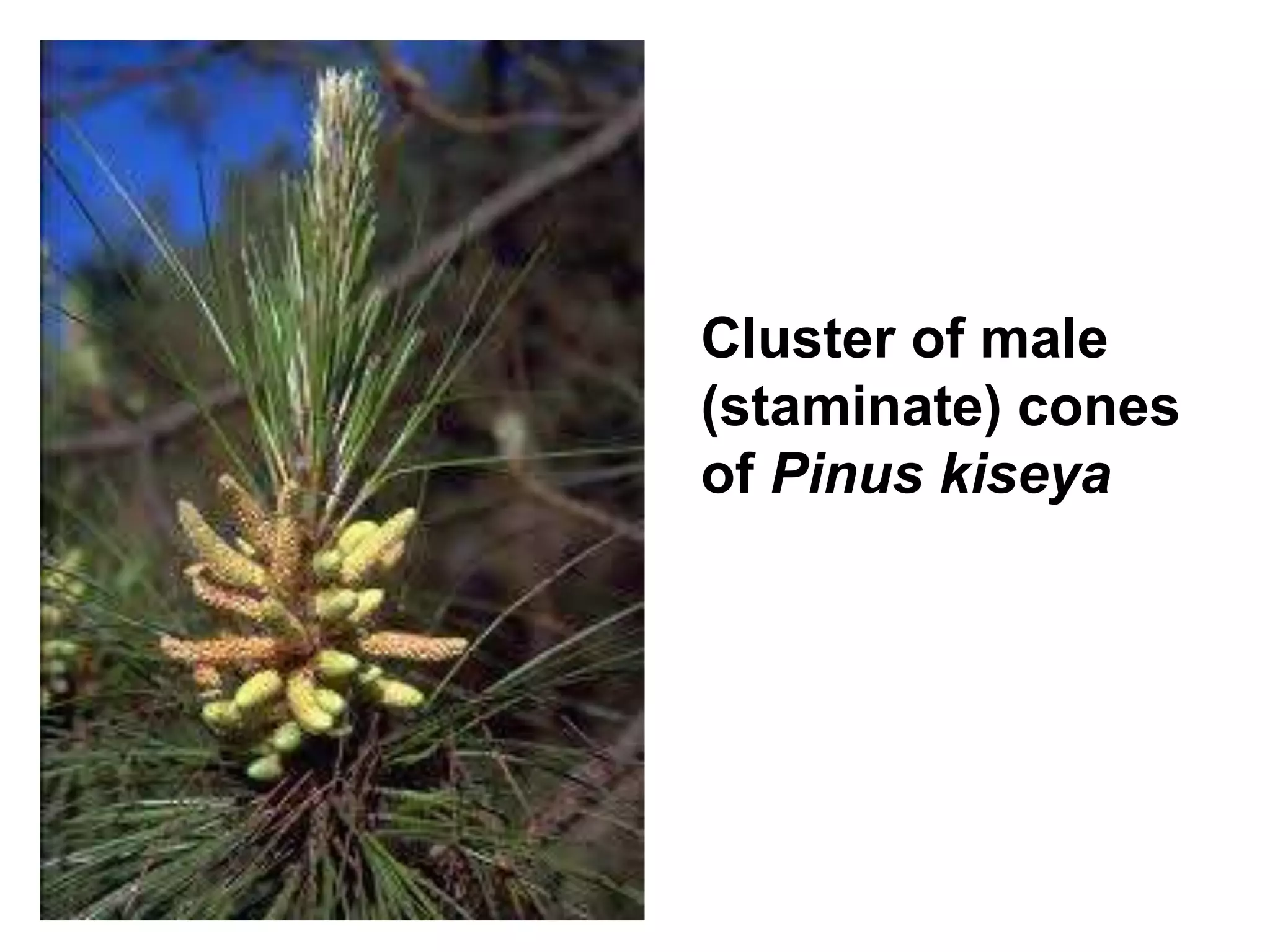 Coniferophyta | PPTX