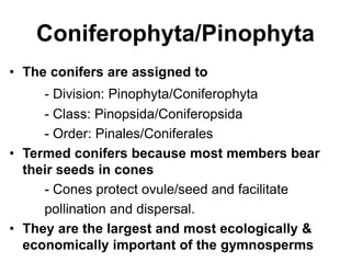 Coniferophyta | PPTX