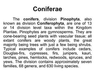 Coniferophyta | PPTX
