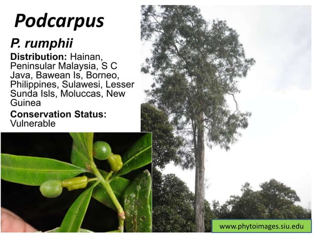 Coniferophyta | PPTX | Gardening | Home & Garden