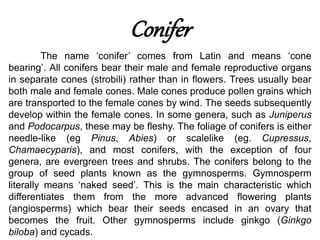 Coniferophyta | PPTX