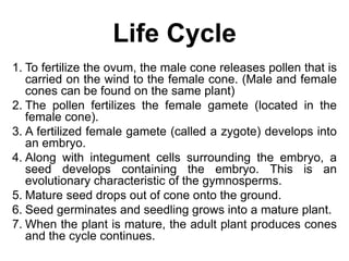 Coniferophyta | PPTX