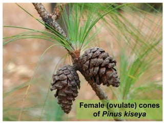 Coniferophyta | PPTX