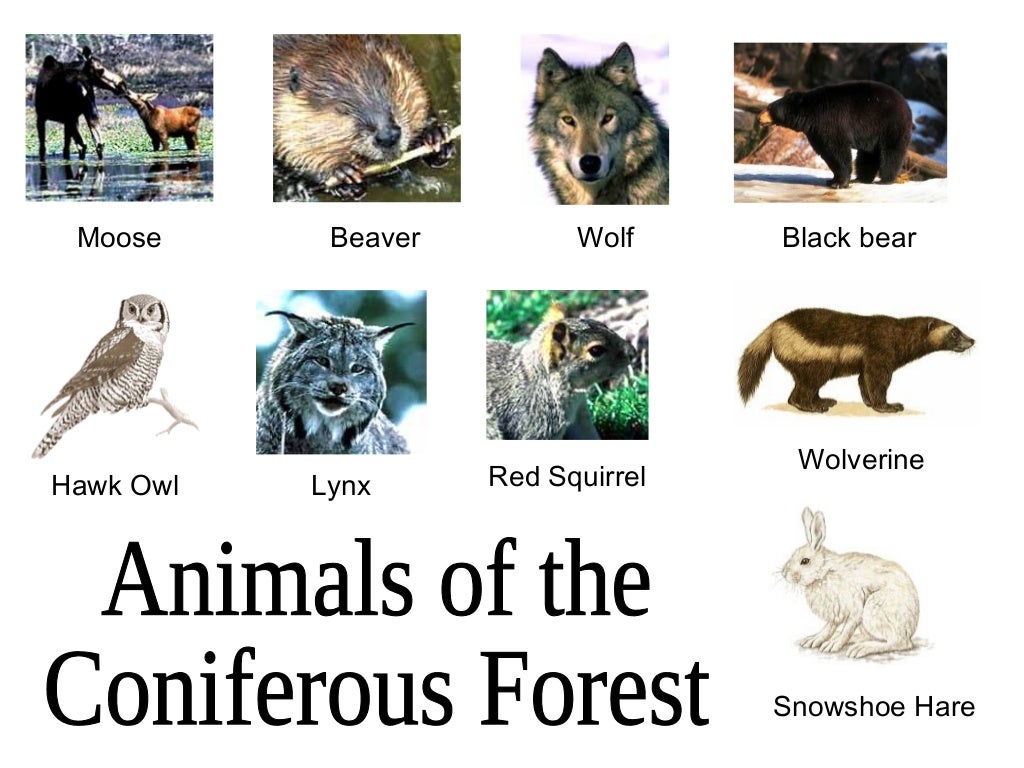 Coniferous forests (teach)