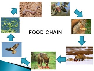 Coniferous Forest Food Web