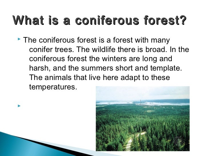 Coniferous Forest Location