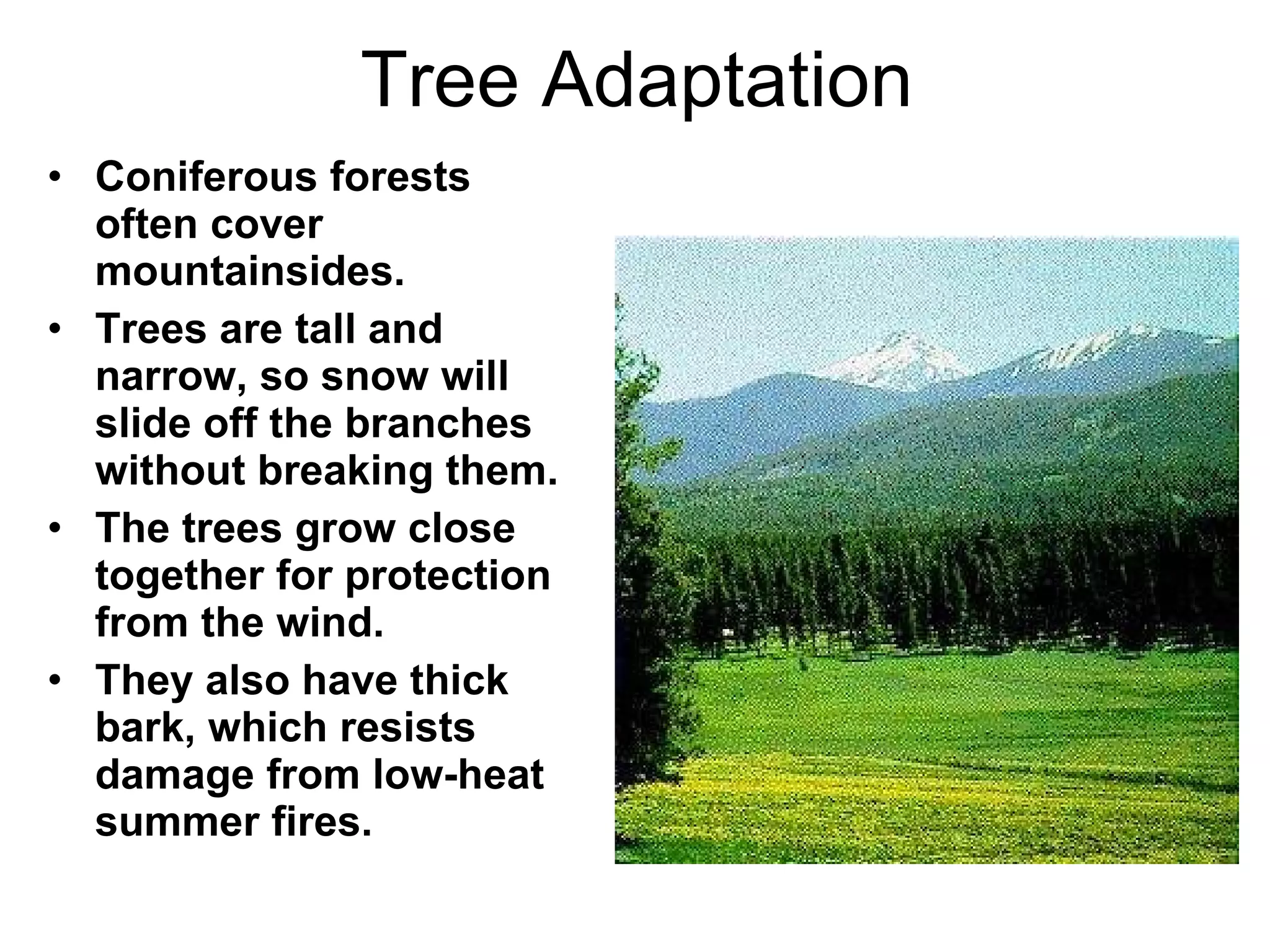 Coniferous Forest Biome | PPT