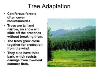 Coniferous Forest Biome | PPT | Woodworking | Arts and Crafts