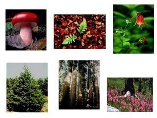 Coniferous Forest Biome | PPT