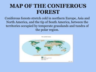 Coniferous forest by Ikram | PPT