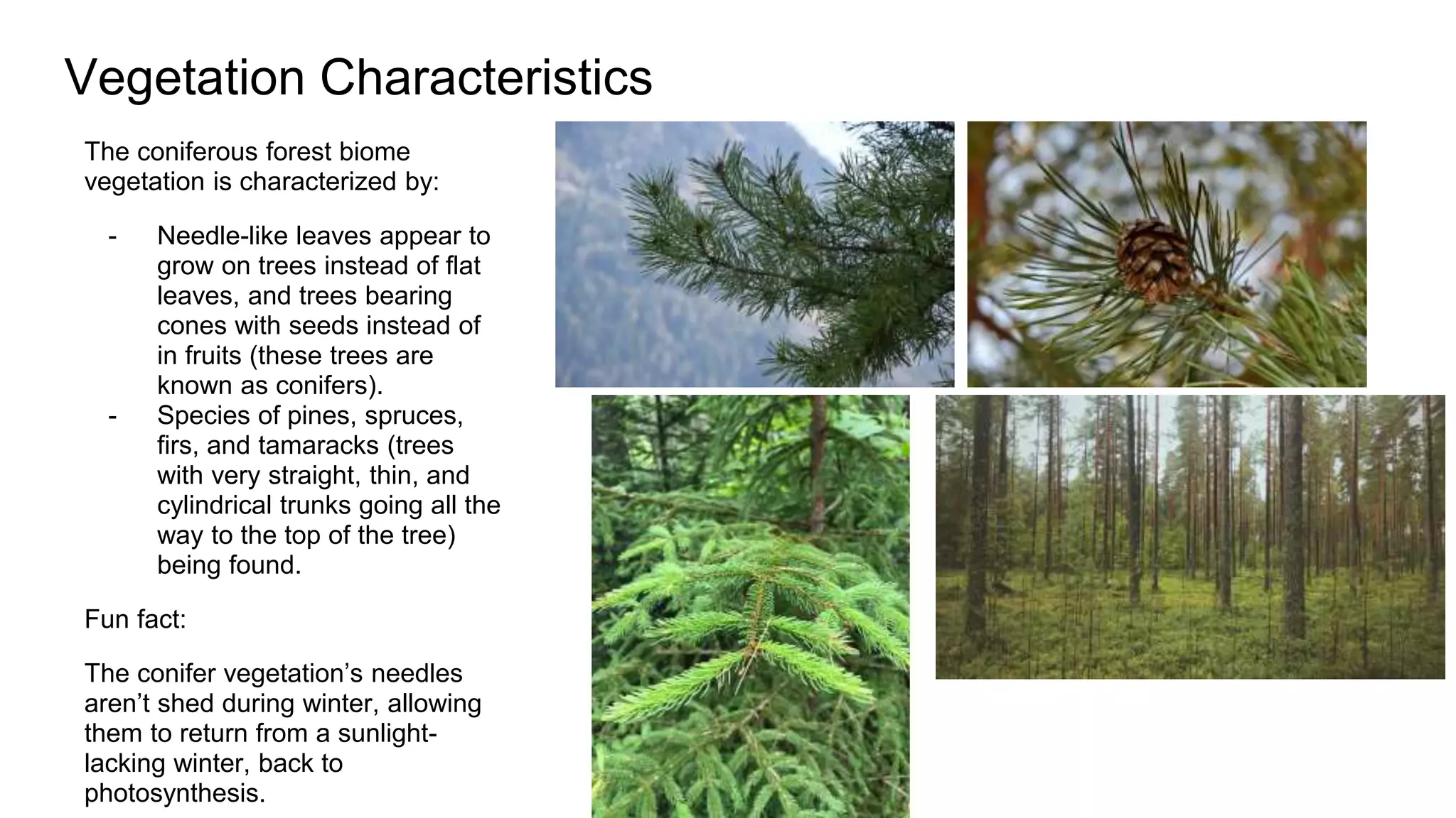 Coniferous Forests - Avi Seth.pptx