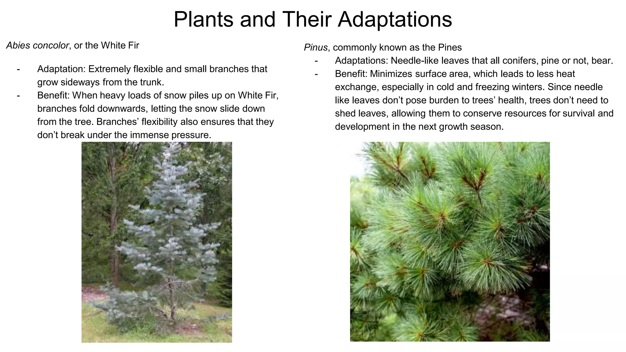 Coniferous Forests - Avi Seth.pptx