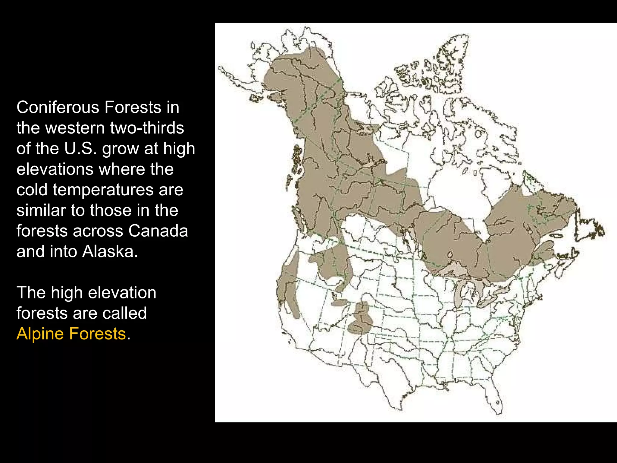 Coniferous forests biome | PPT