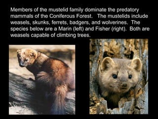 Coniferous forests biome | PPT