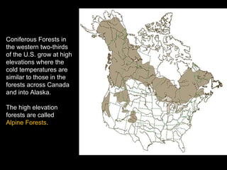 Coniferous forests biome | PPT