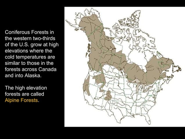 Coniferous forests biome | PPT