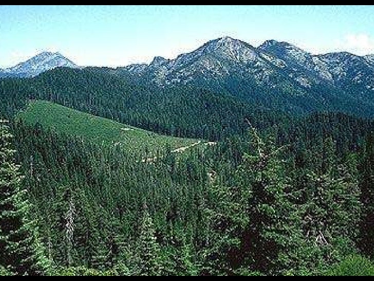 Coniferous forests biome