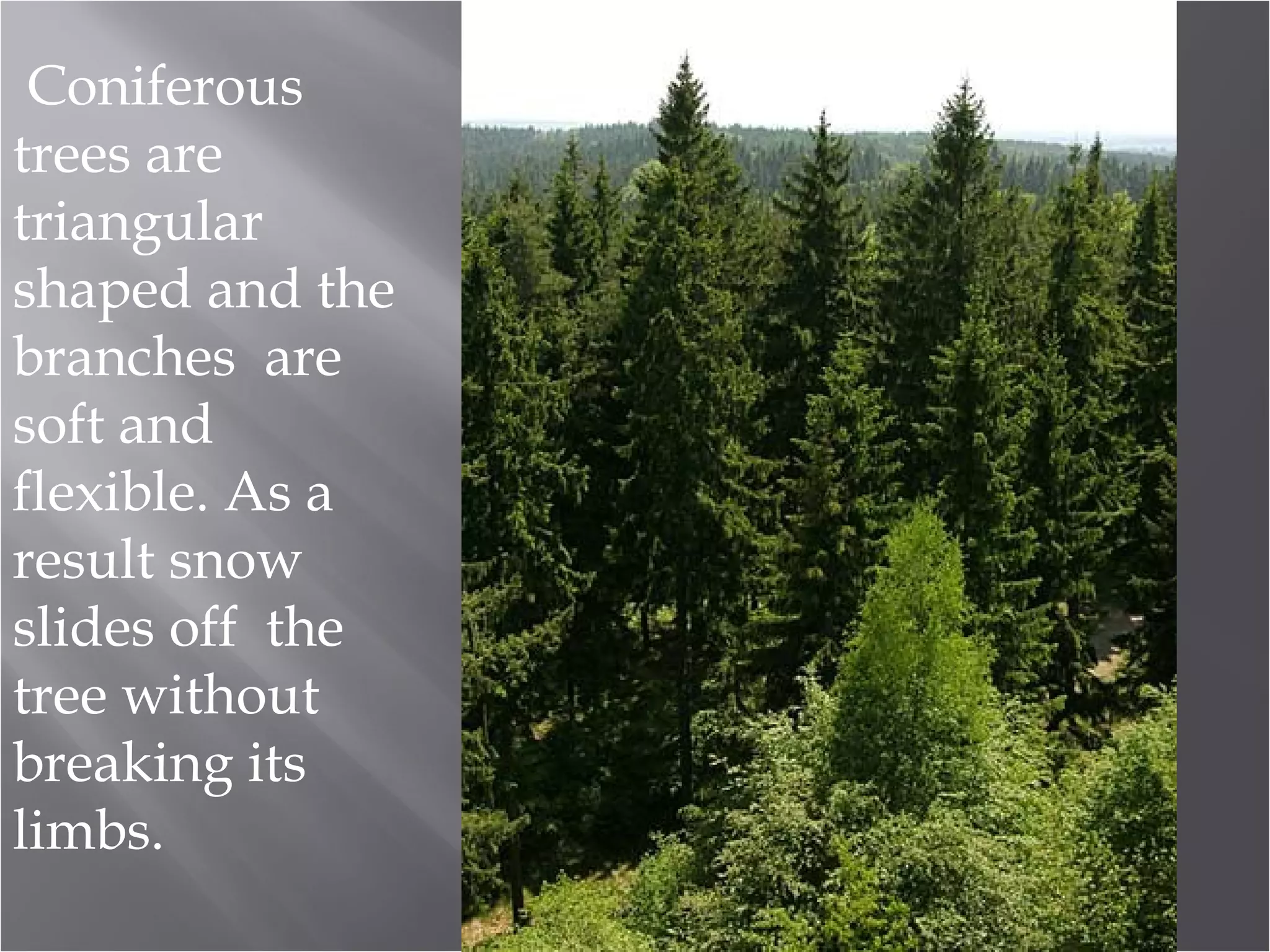 Coniferous trees | PPT
