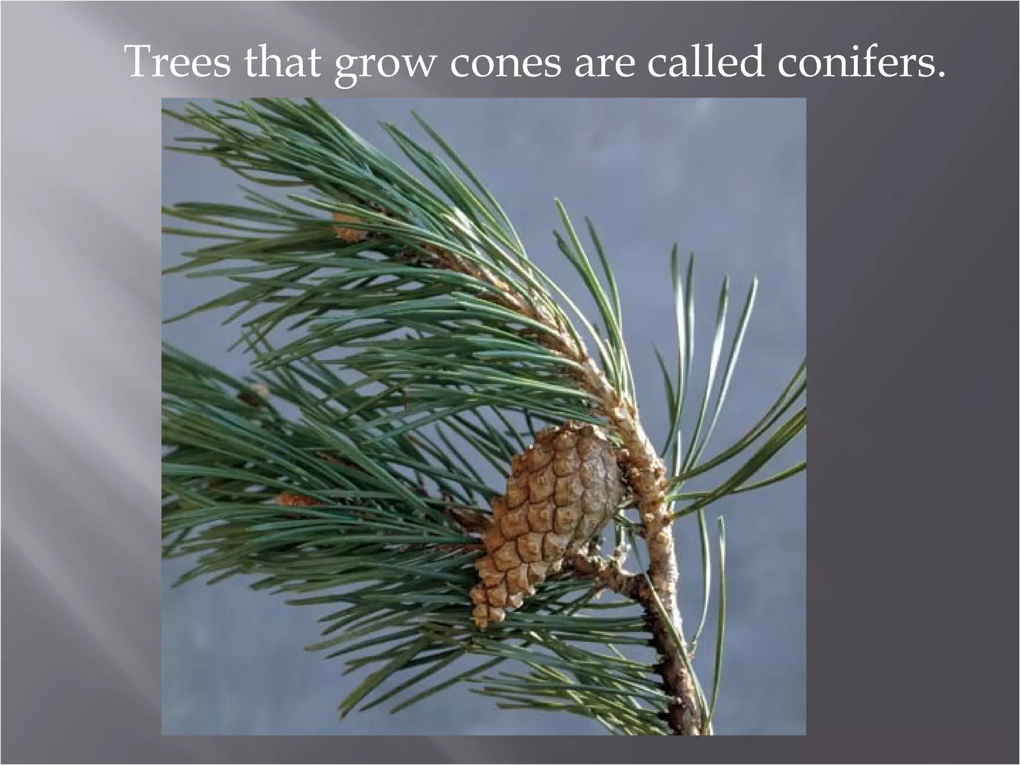 Coniferous trees | PPT