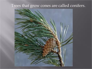 Coniferous trees | PPT | Gardening | Home & Garden