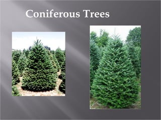 Names Of Coniferous Trees