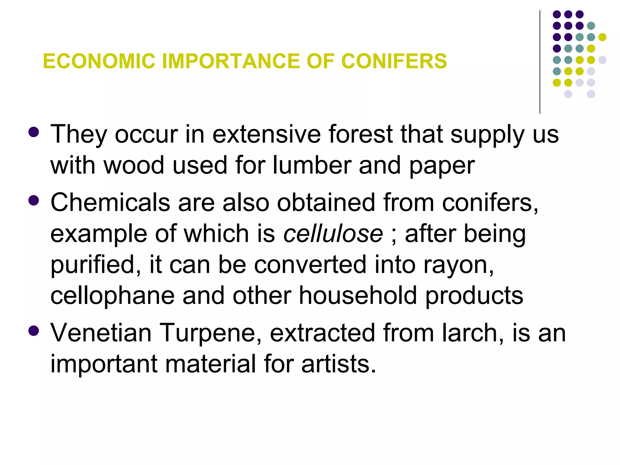 Conifers (Biodiversity) | PPT