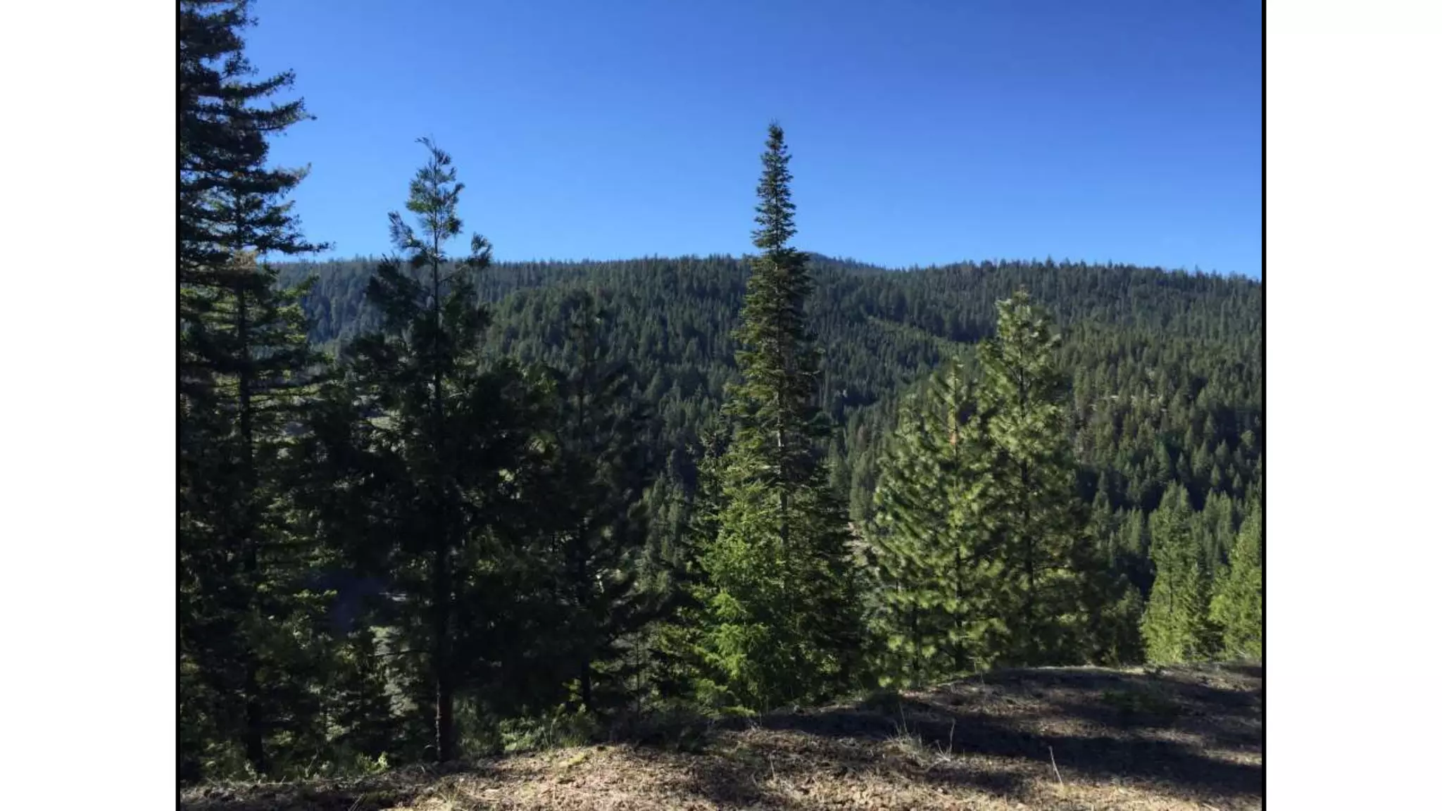 Conifers of the Cascade-Siskiyou National Monument | PPT
