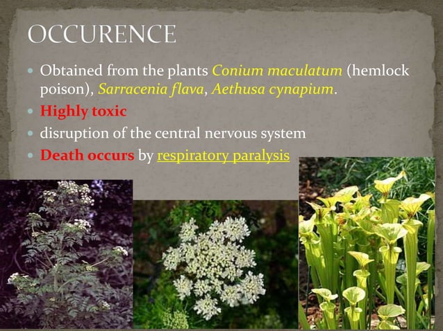 Coniine - Structural elucidation | PPTX
