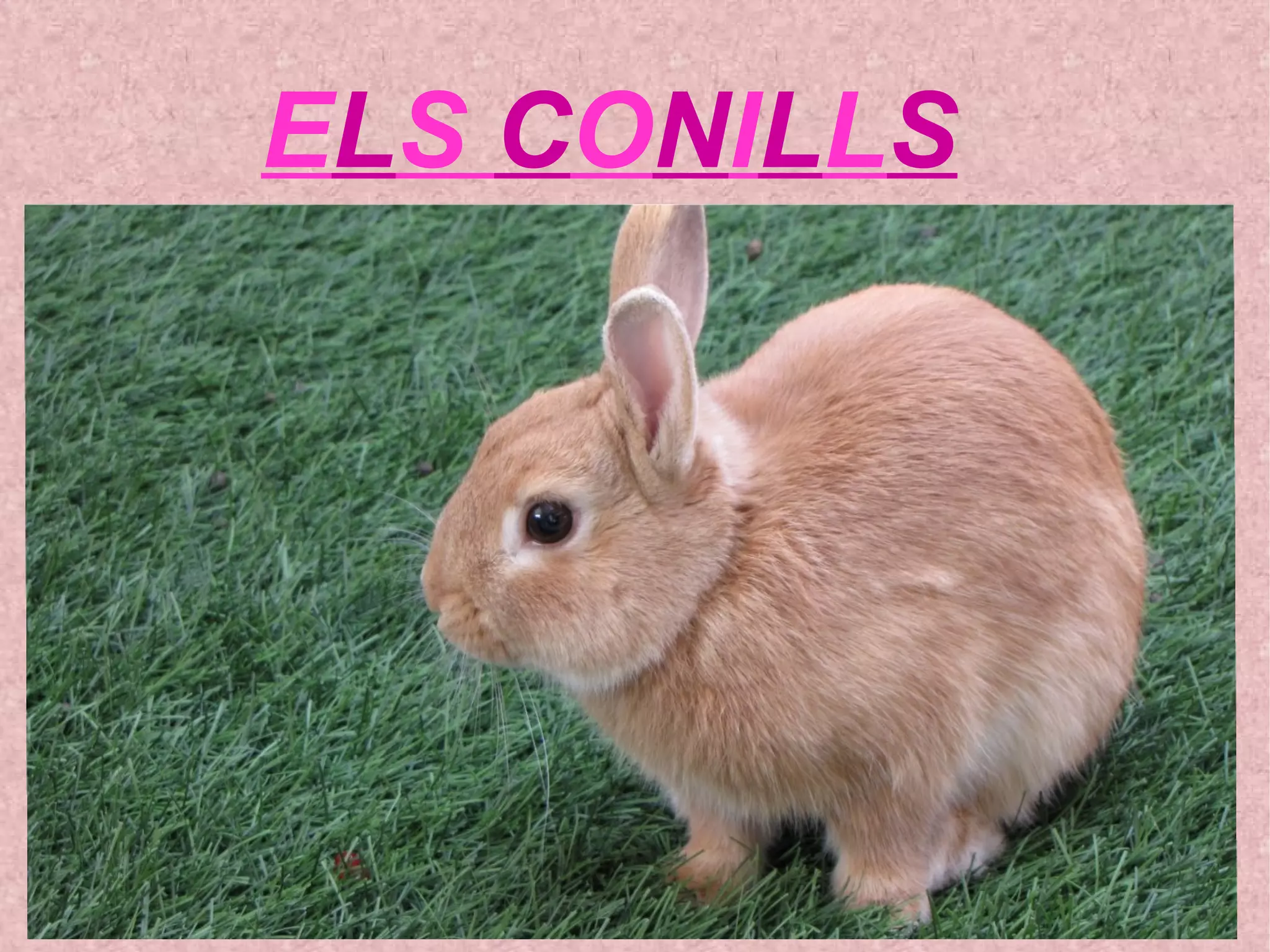 Conills wassima acabat 121 | PDF