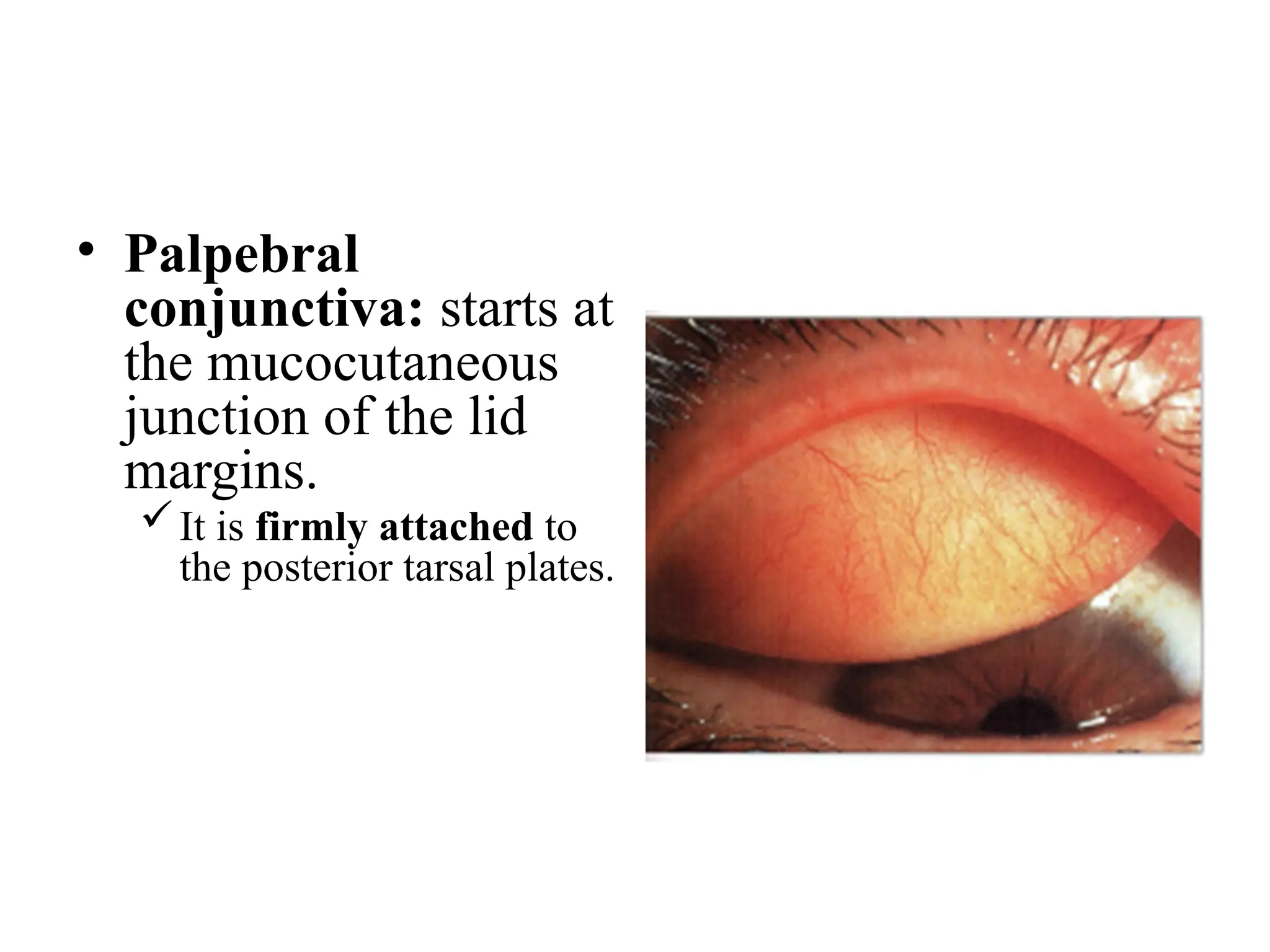 Conjunctival and corneal injuries are most common ophthalmologic issues ...