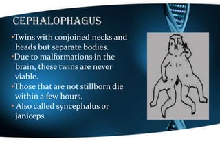 Syncephalus