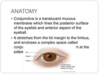 conjuctiva-1.pptx