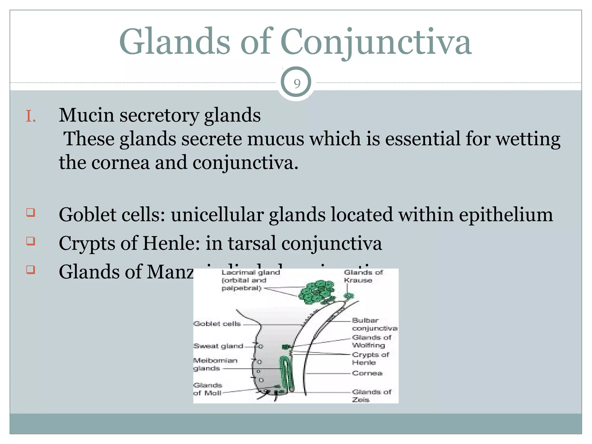 Conjuctiva | PPT