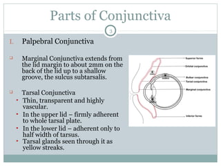 Conjuctiva | PPT
