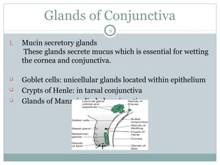Conjuctiva | PPT