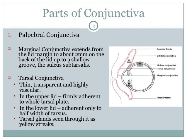 Anatomy Of Conjunctiva