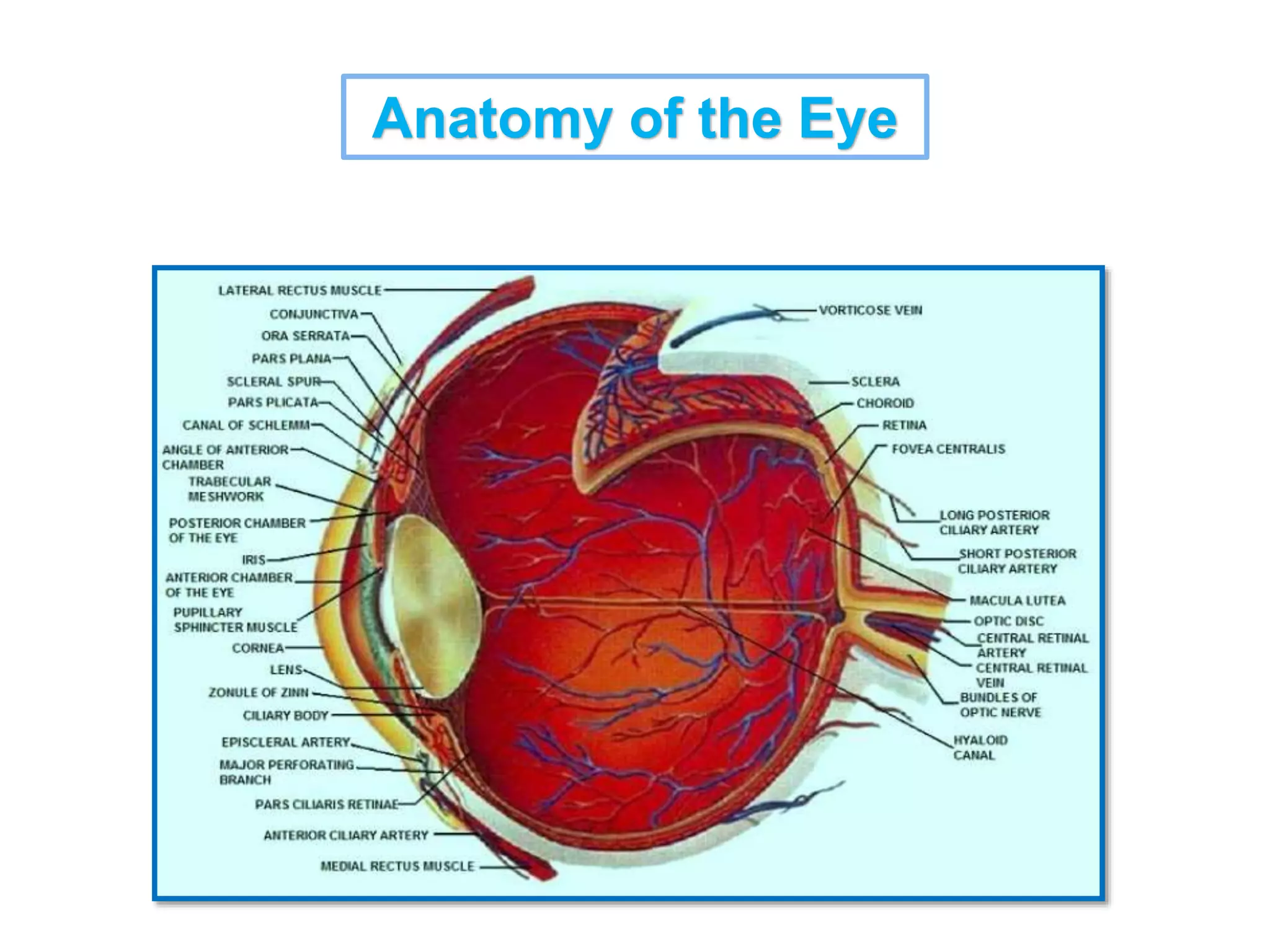 Conjuctival disorders | PPT