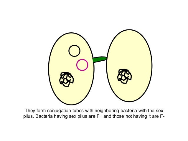 Bacterial Conjugation Animation