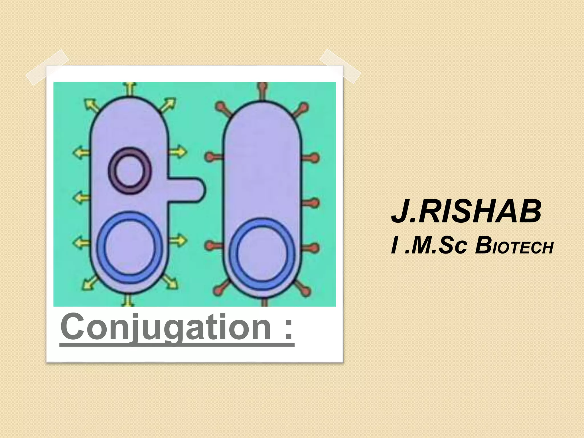 Conjugation | PPT