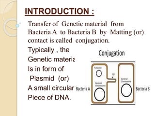 Conjugation | PPT
