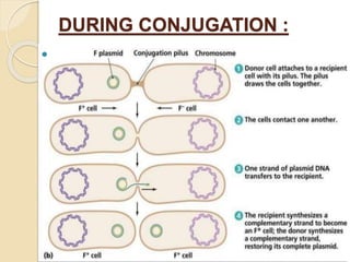 Conjugation | PPT