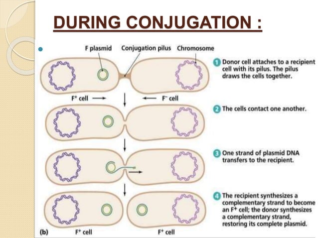 Conjugation | PPT