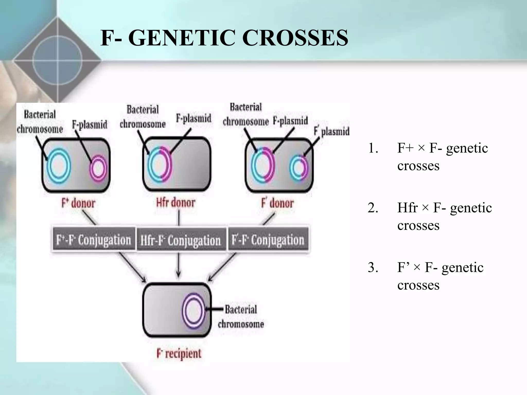 Conjugation Discovery F F And Hfr Conjugation F Genetic Crosses Ppt