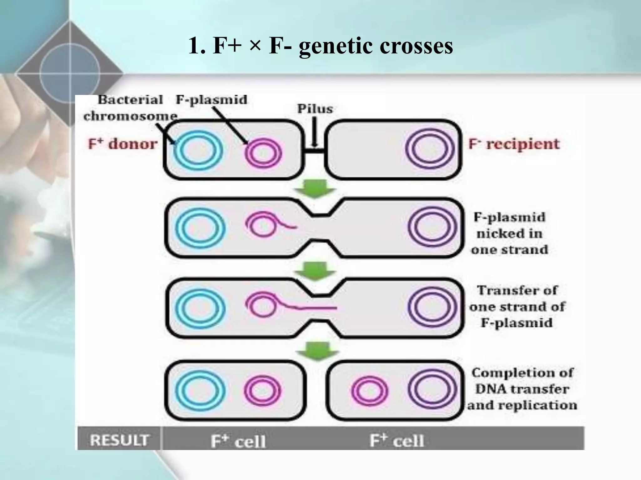 Conjugation: Discovery, F+, F- and Hfr conjugation, F- genetic crosses ...