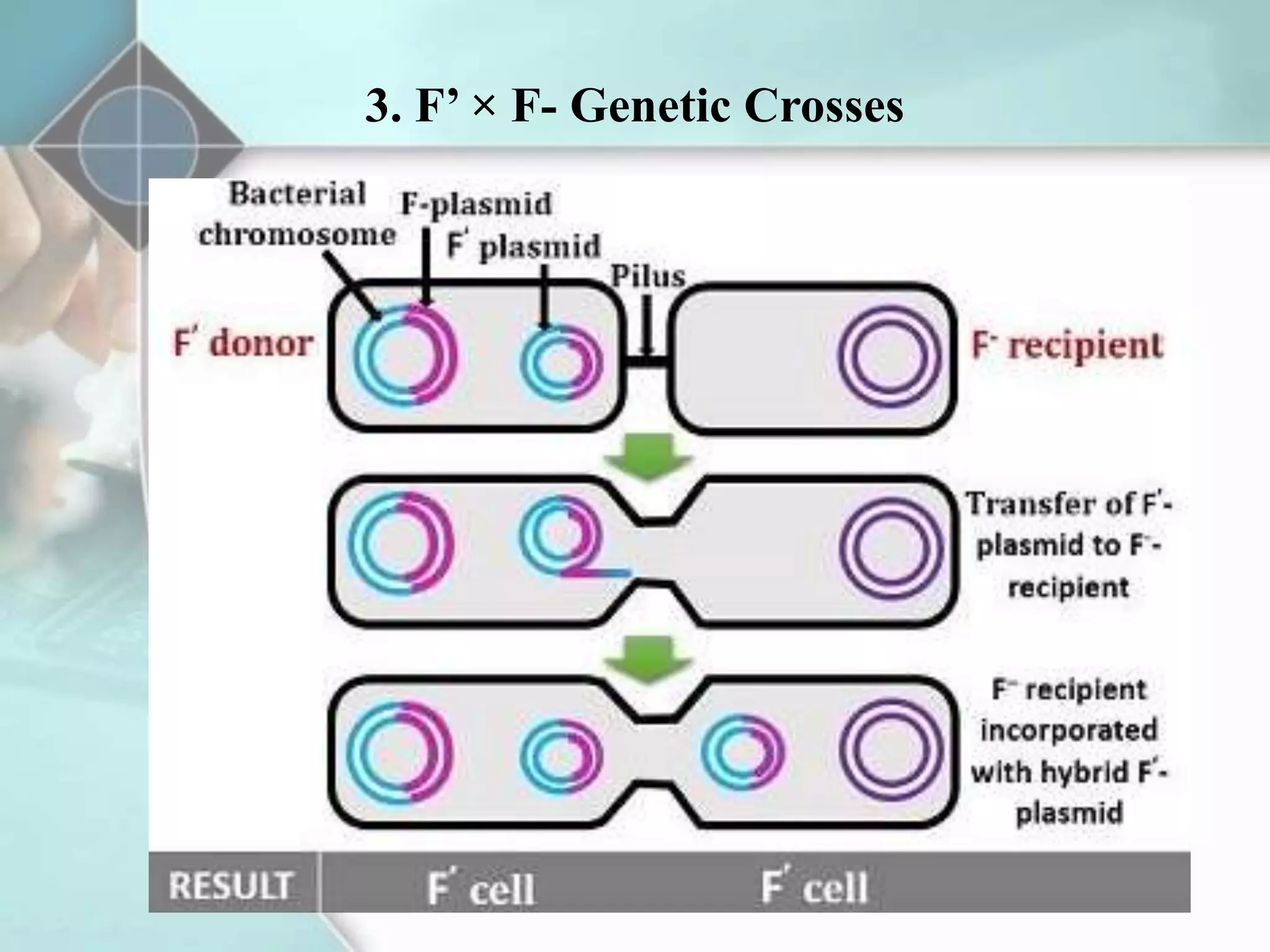 Conjugation: Discovery, F+, F- and Hfr conjugation, F- genetic crosses ...