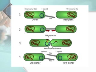 Conjugation: Discovery, F+, F- and Hfr conjugation, F- genetic crosses ...