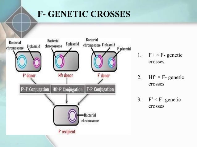 Conjugation: Discovery, F+, F- and Hfr conjugation, F- genetic crosses ...