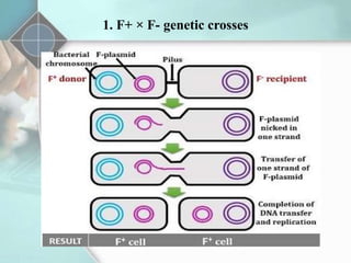 Conjugation: Discovery, F+, F- and Hfr conjugation, F- genetic crosses ...