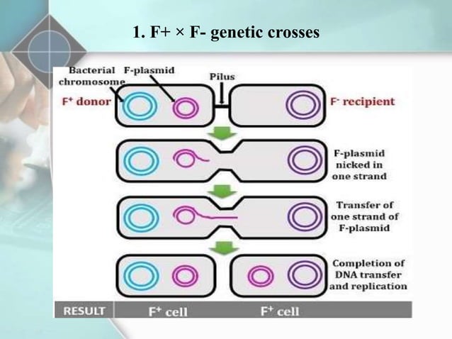 Conjugation: Discovery, F+, F- and Hfr conjugation, F- genetic crosses ...