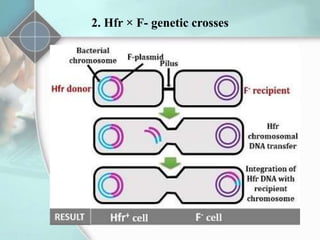 Conjugation: Discovery, F+, F- and Hfr conjugation, F- genetic crosses | PPTX